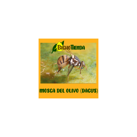 Feromonas DACUS (BACTROCERA) CUCURBITAE 90 DÍAS Econex
