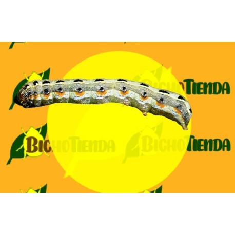 Feromona SPODOPTERA LITURA (40 días) Econex