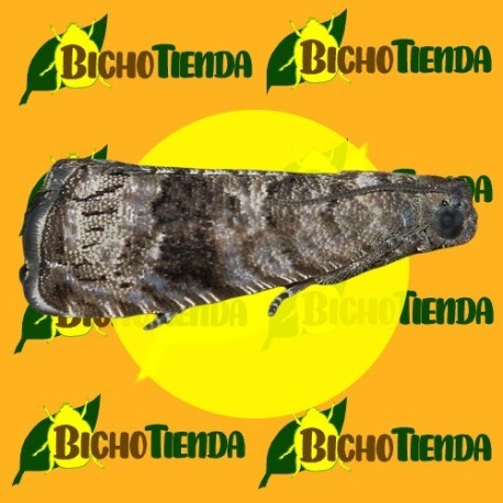 Feromonas GRAPHOLITA PACKARDI 40 días Econex