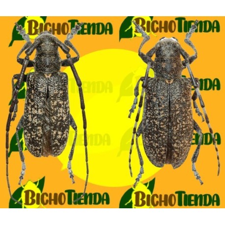 Feromona MONOCHAMUS ATRAYENTE 60 DÍAS ECONEX