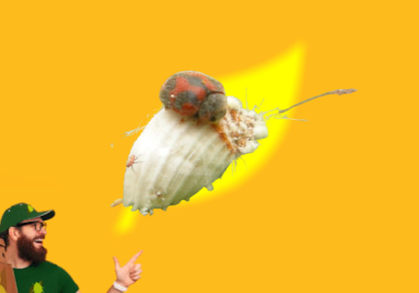 Rodolia Cardinalis: Control Biológico Contra la Cochinilla Acanalada"