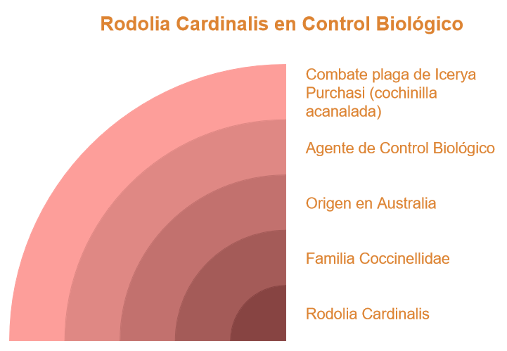Rodolia Cardinalis: Control Biológico Contra la Cochinilla Acanalada"
