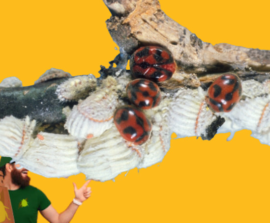 Rodolia Cardinalis: Control Biológico Contra la Cochinilla Acanalada"