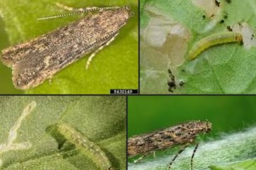 Tutatec: Control de la Polilla del Tomate (Tuta absoluta)